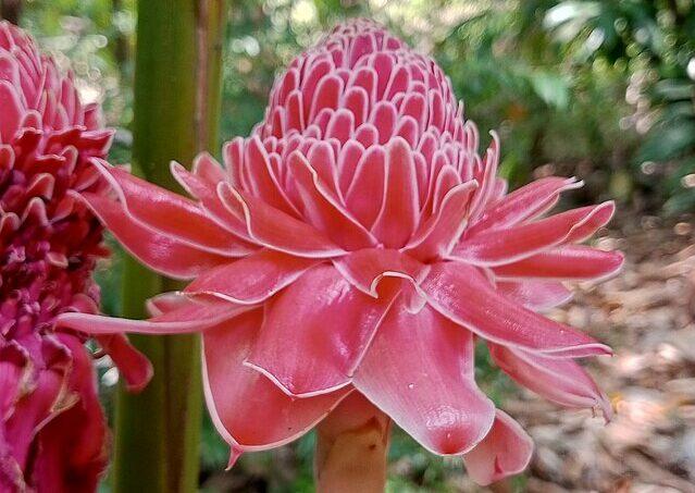 Khasiat dan kebaikan bunga kantan - Lady Bosz